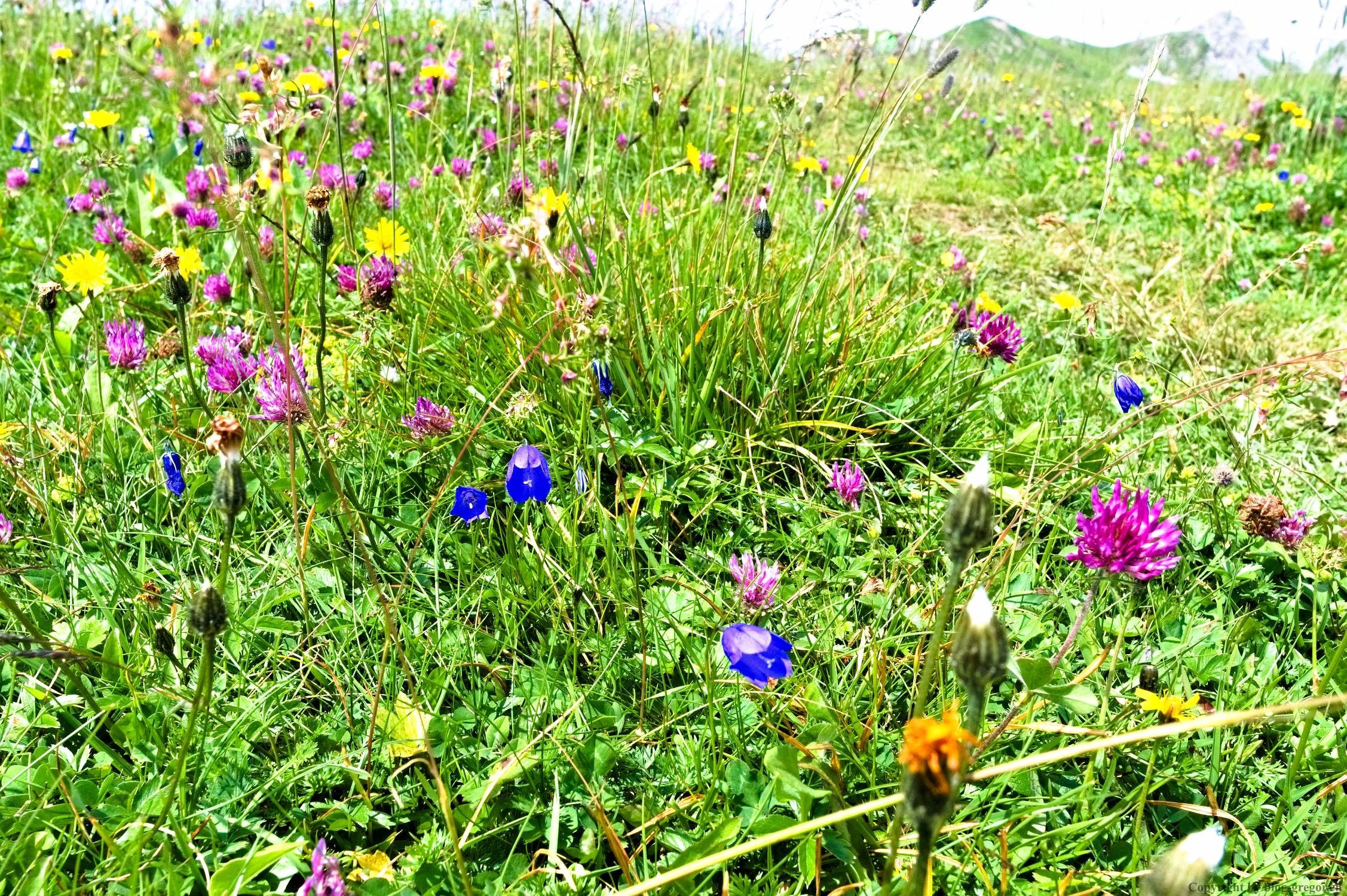 Erlebe die Rundwanderung Turren - Mändli | Gregors Blog